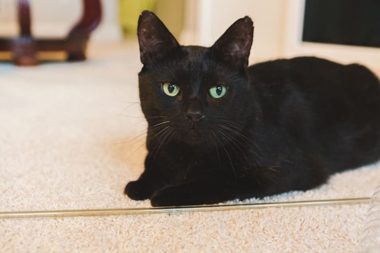 Descubre EL GATO NEGRO de Poe: ANÁLISIS Profundo